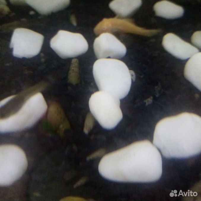 Улитки мелании