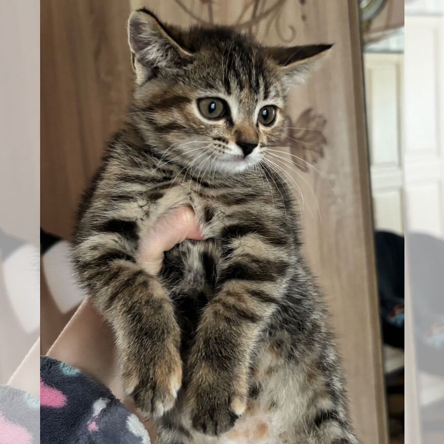 Британский короткошёрстный котёнок