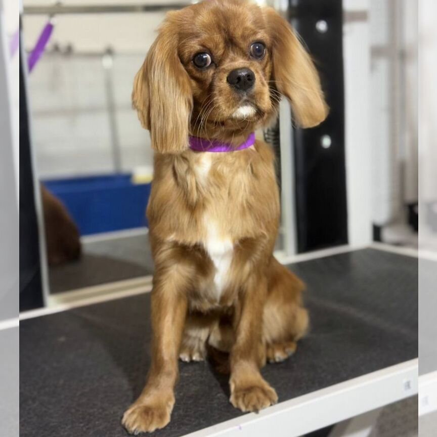 Кавалер кинг-чарльз-спаниель, щенок