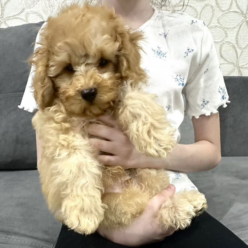 Той-пудель, щенок