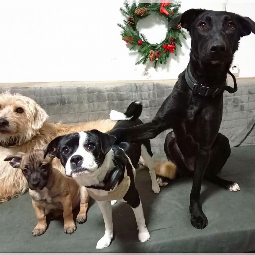 Взрослая собака в добрые руки