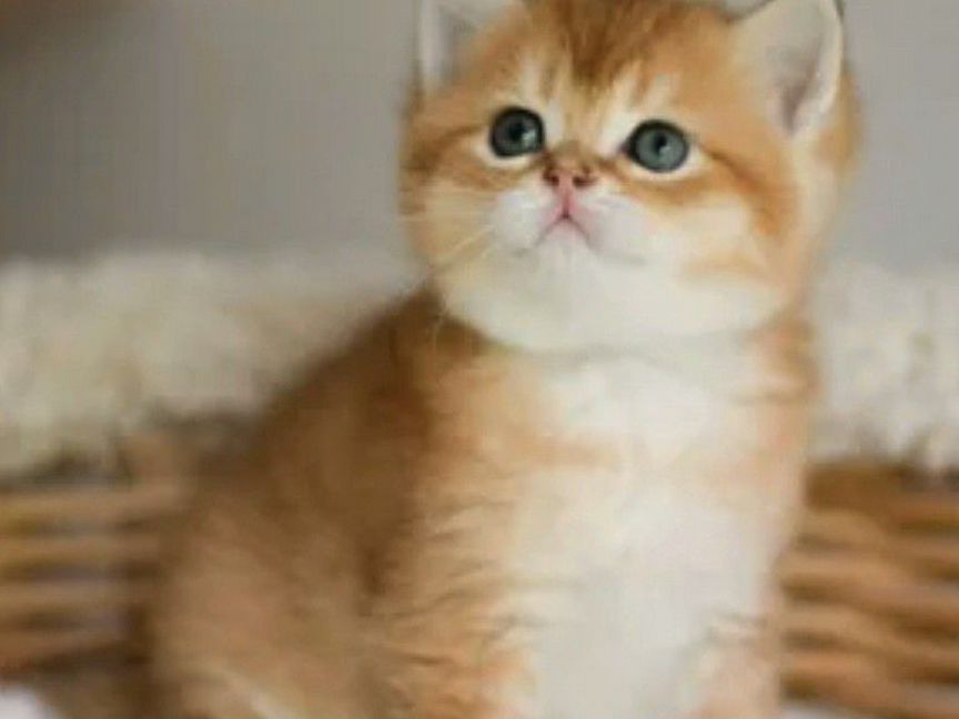 Шотландские золотые плюшечки