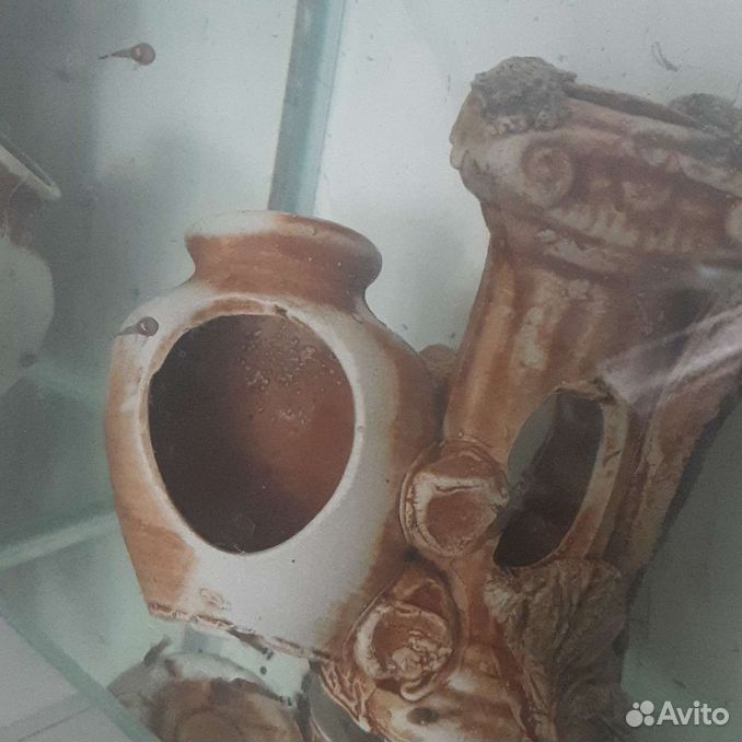 Мальки сома анцитруса за живые водоросли