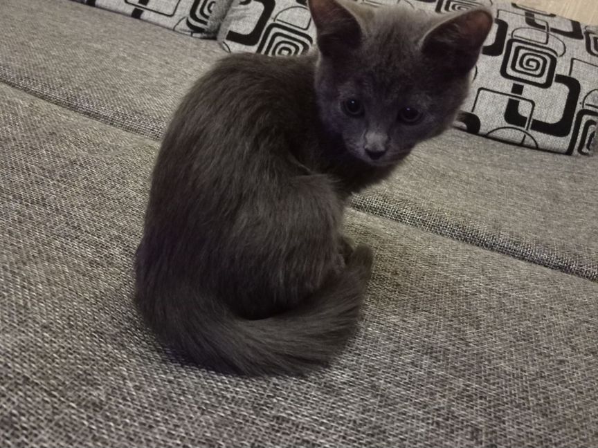 Котёнок в добрые руки