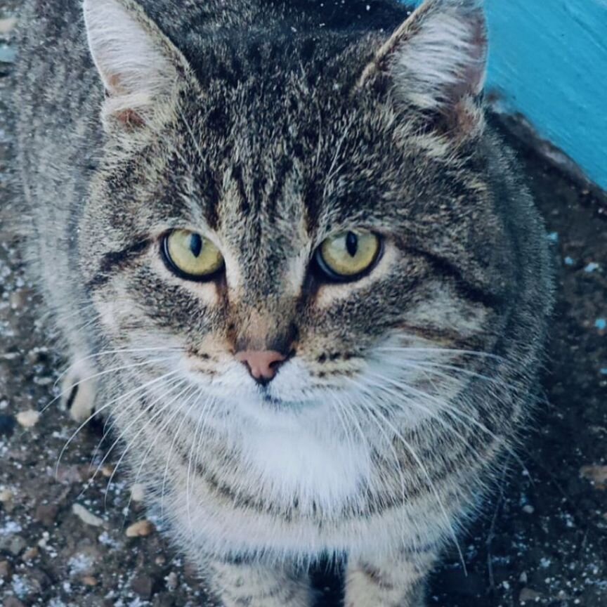 Чей котик Краснокамск