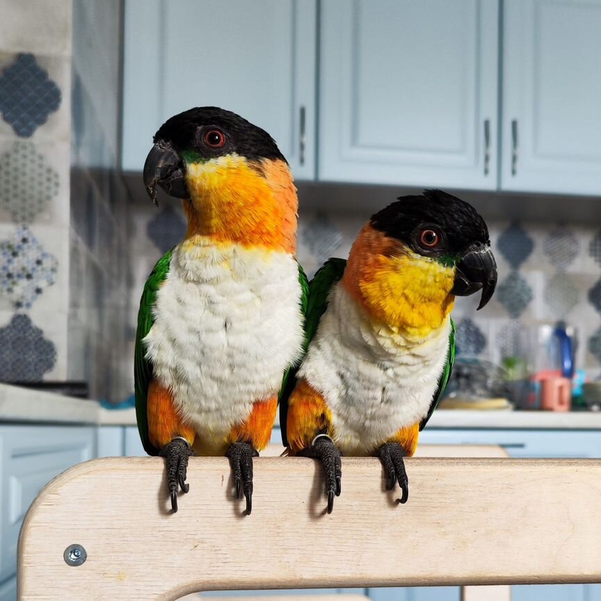 Черноголовые каики (пара). Только в ответственные