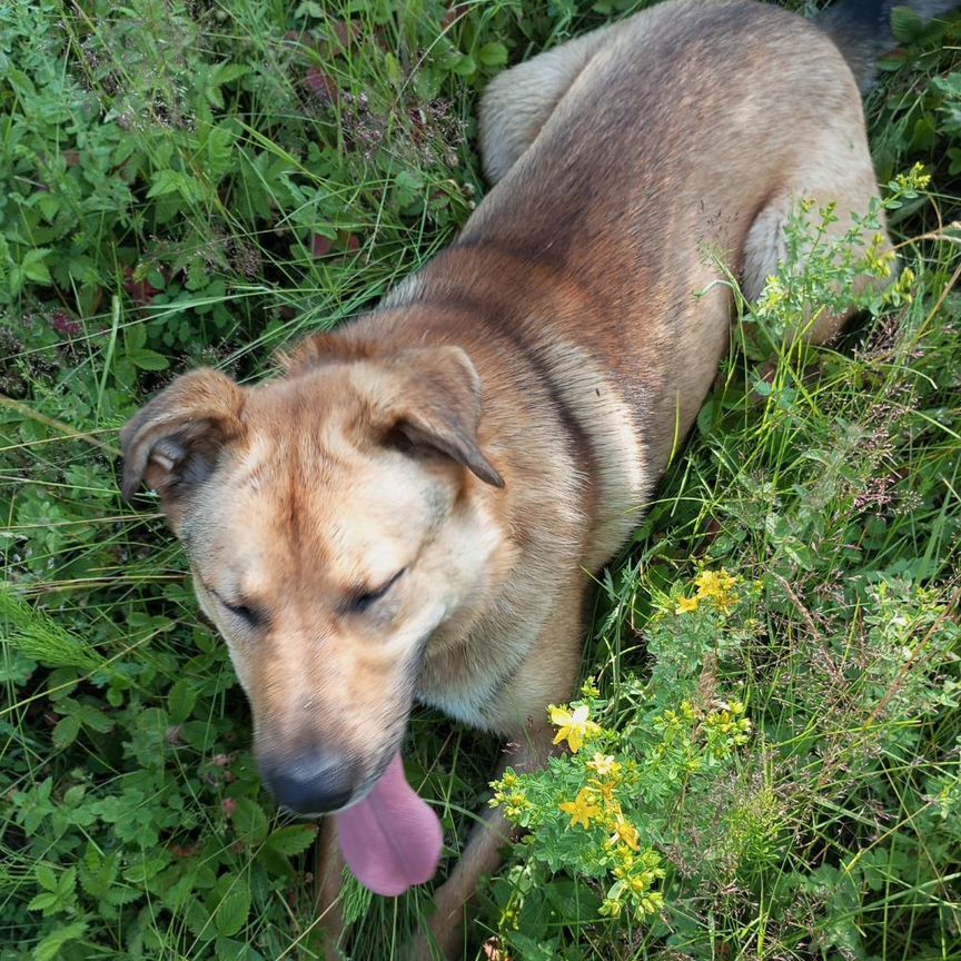 Взрослый пёс в добрые руки