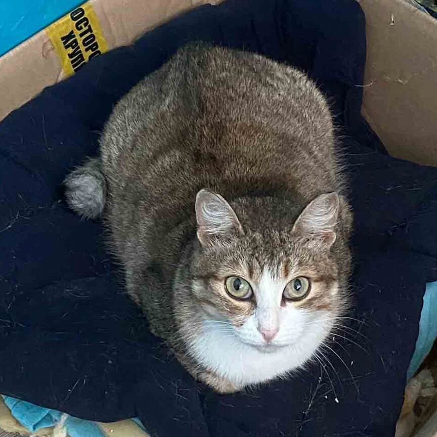 Нежная кошечка Лизонька