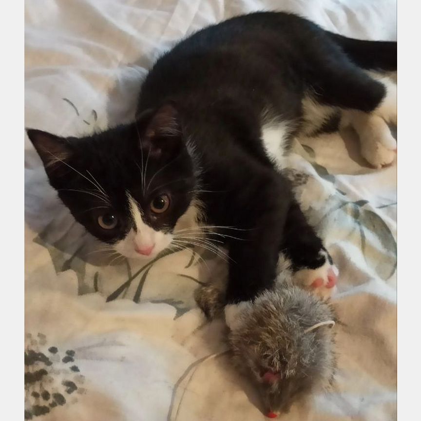 Котята Маркизы, мальчики