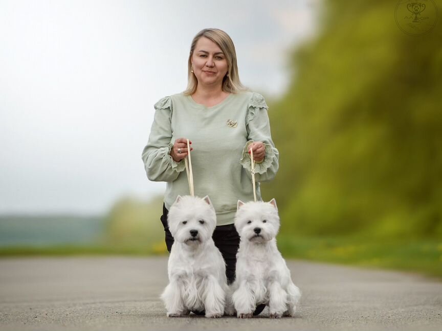 Щенки вест хайленд вайт терьер москва