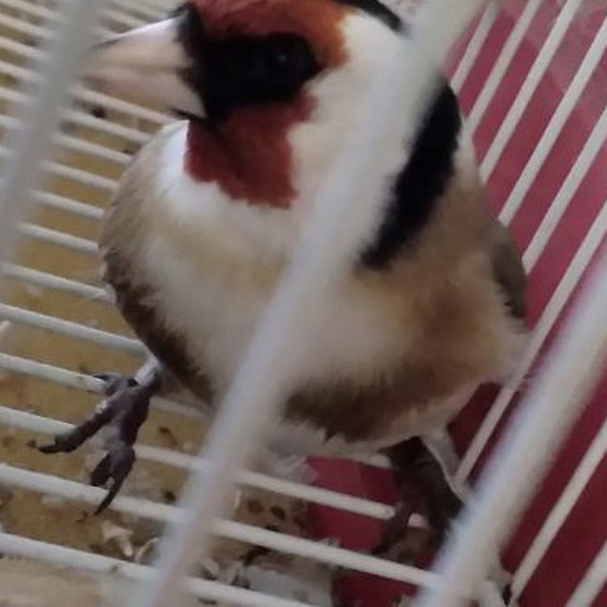 Птица щегол