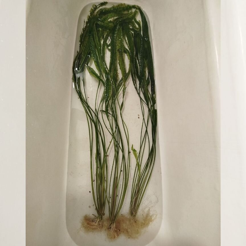 Аквариумное растение