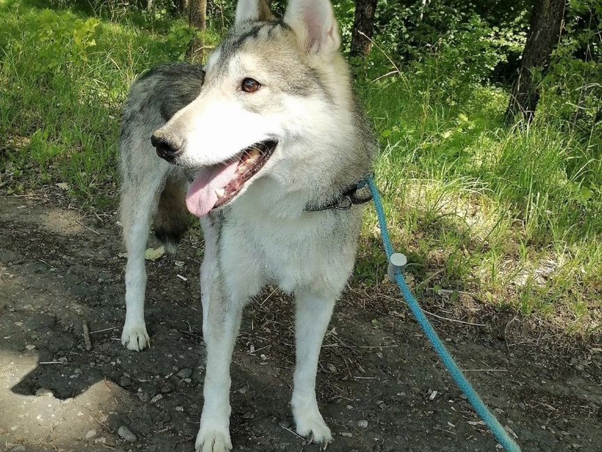 Собака Хася в добрые руки