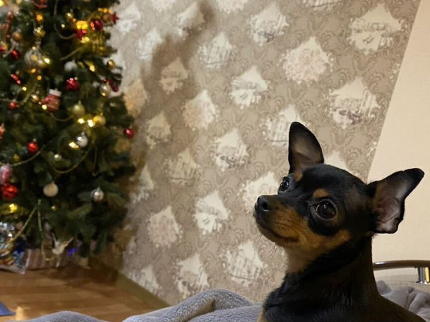 Мини Той-терьер вязка