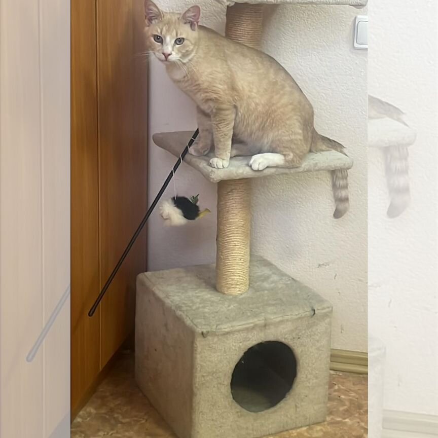 Рыжий котейка ищет дом