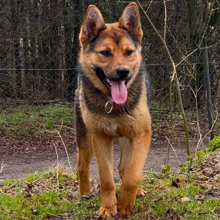 Щенок в добрые руки