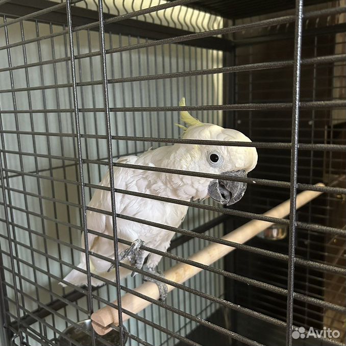 Говорящий попугай какаду с клеткой