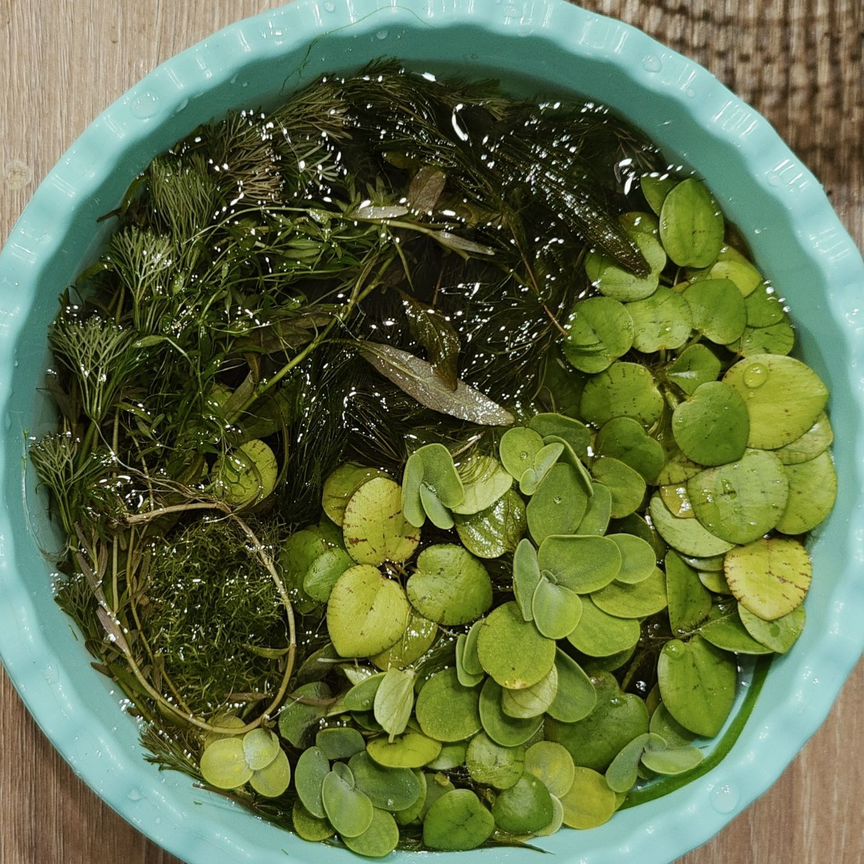 Аквариумное растение