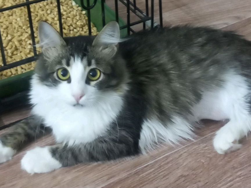 Кошечка Мелисса 7 мес