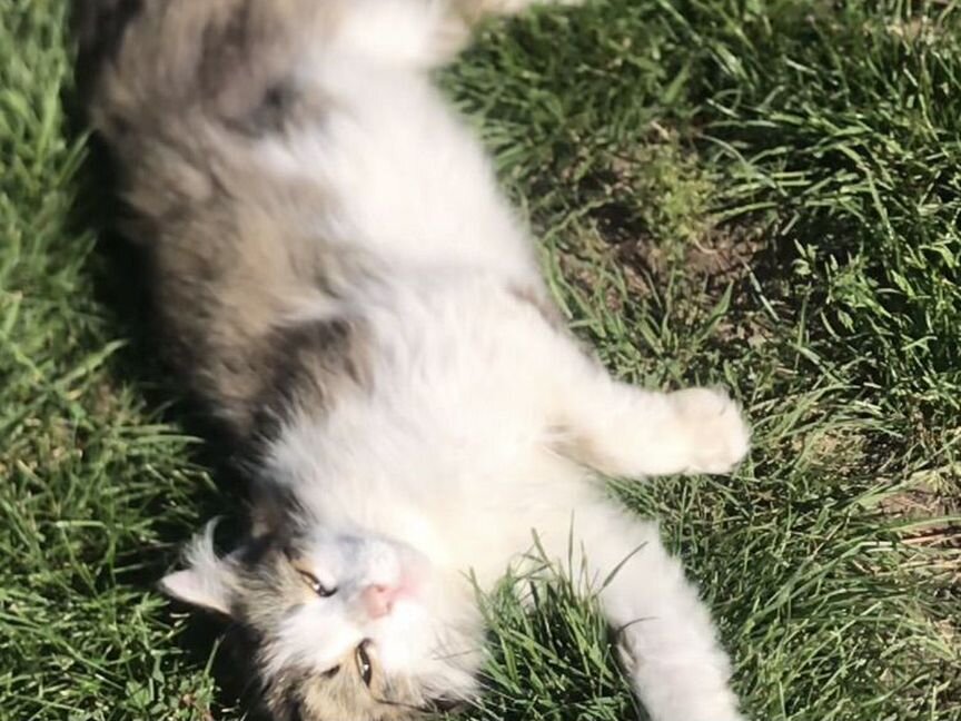 Пушистая красавица