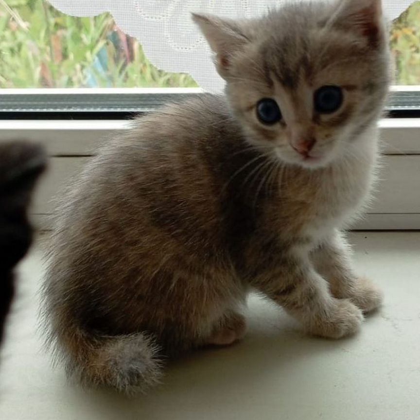Котята, девочка и мальчик