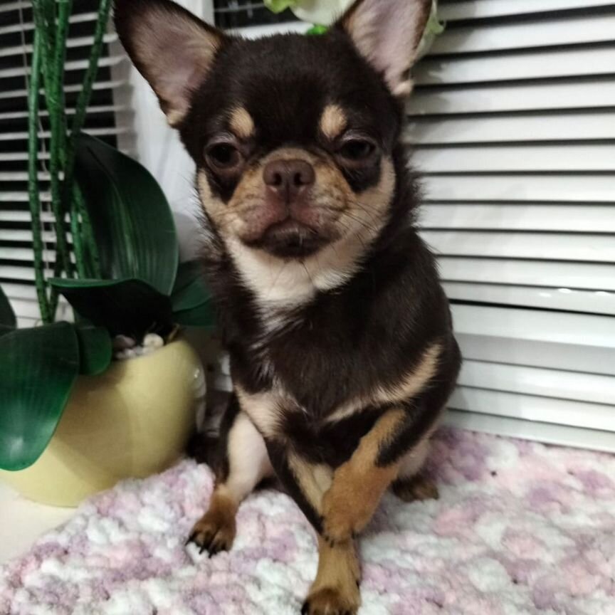 Шоколадный с подпалом кобель