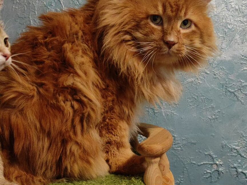 Курильские озорники