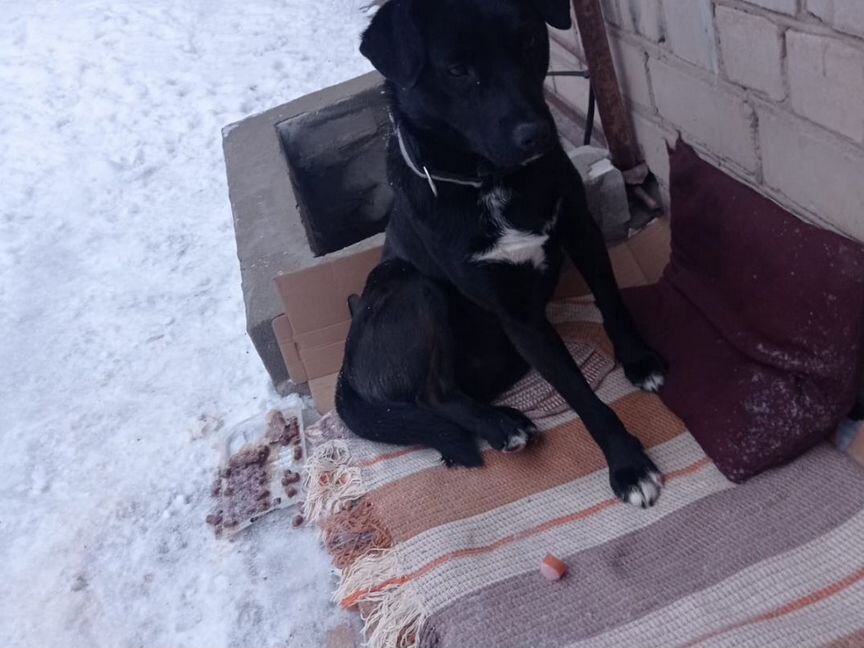 Потерялась собака