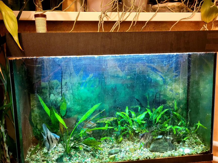 Продается аквариум с рыбами и растениями