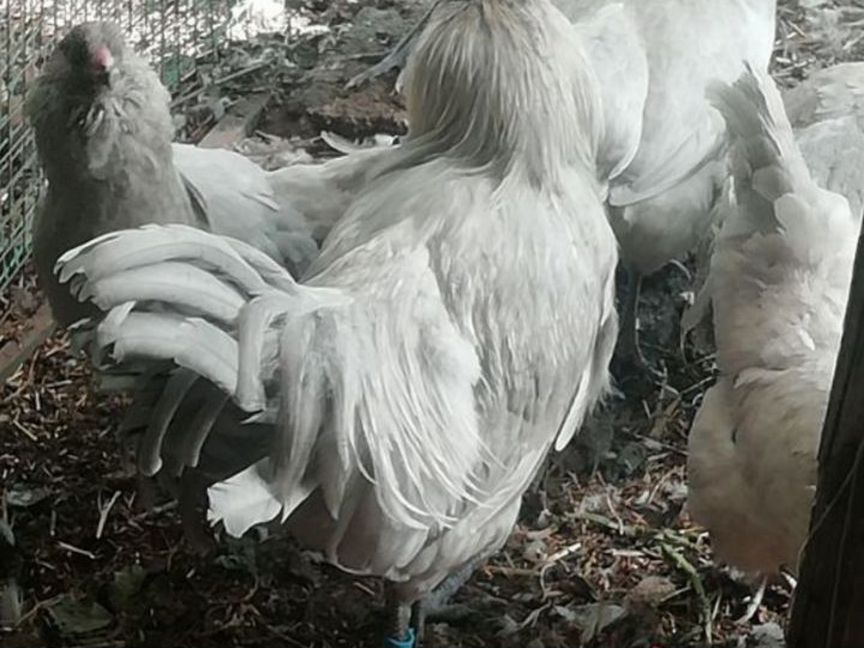 Амераукана лаванда