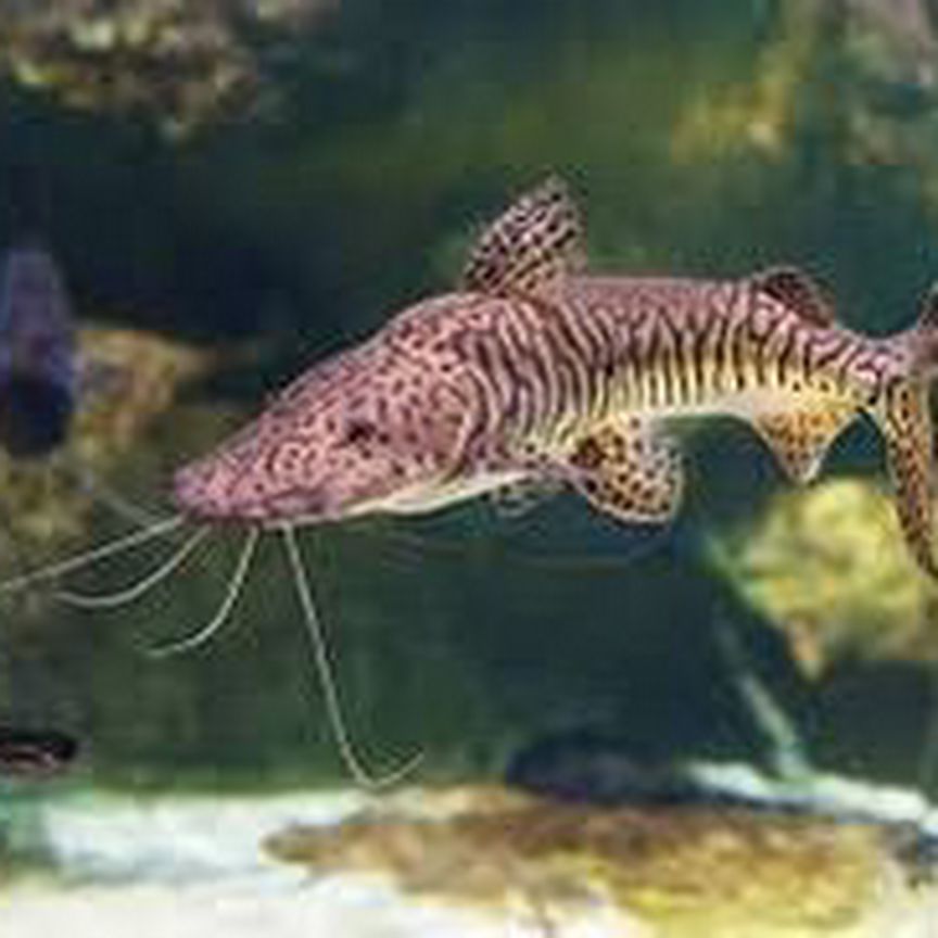 Псевдоплатистома тигровая