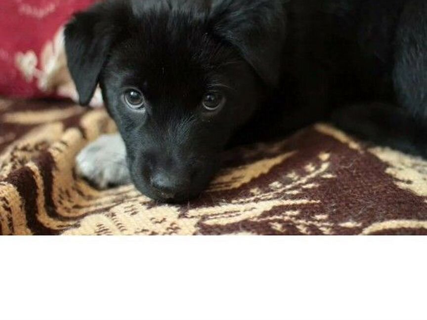 Щенки метисы лабрадора и овчарки