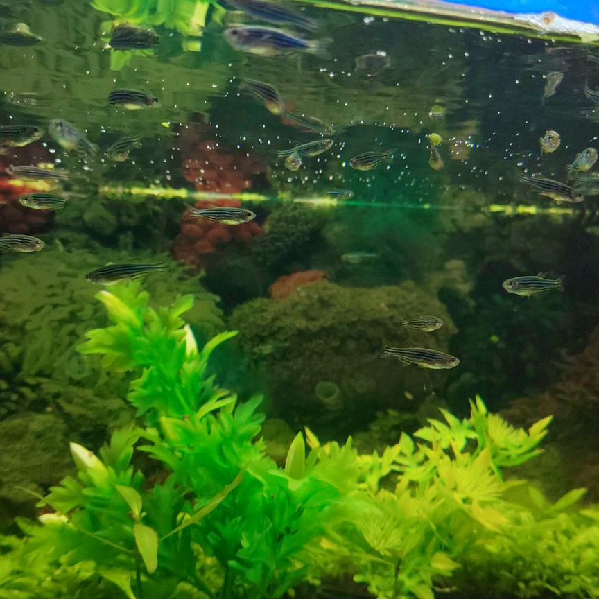 Мальки Данио