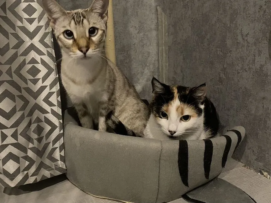 Продам бенгальскую кошку