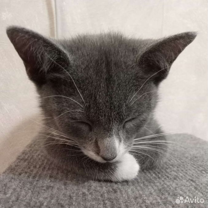 Отдам котёнка в добрые руки за 50 р
