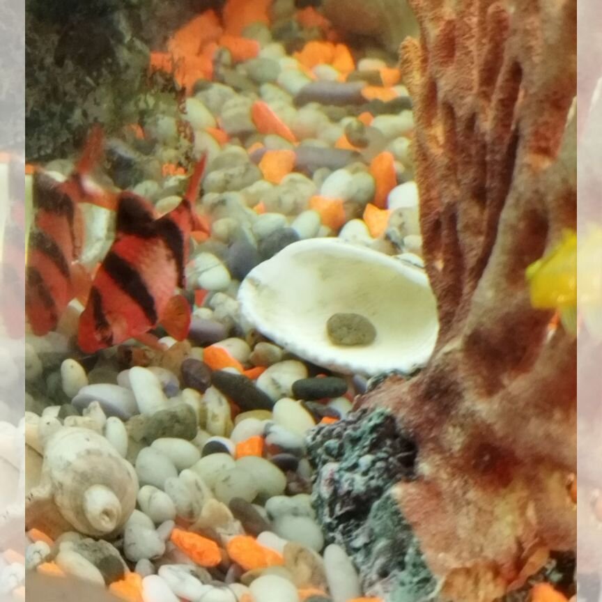 Аквариумные рыбки