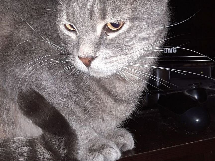 Благородный мальчишка (кастрирован)