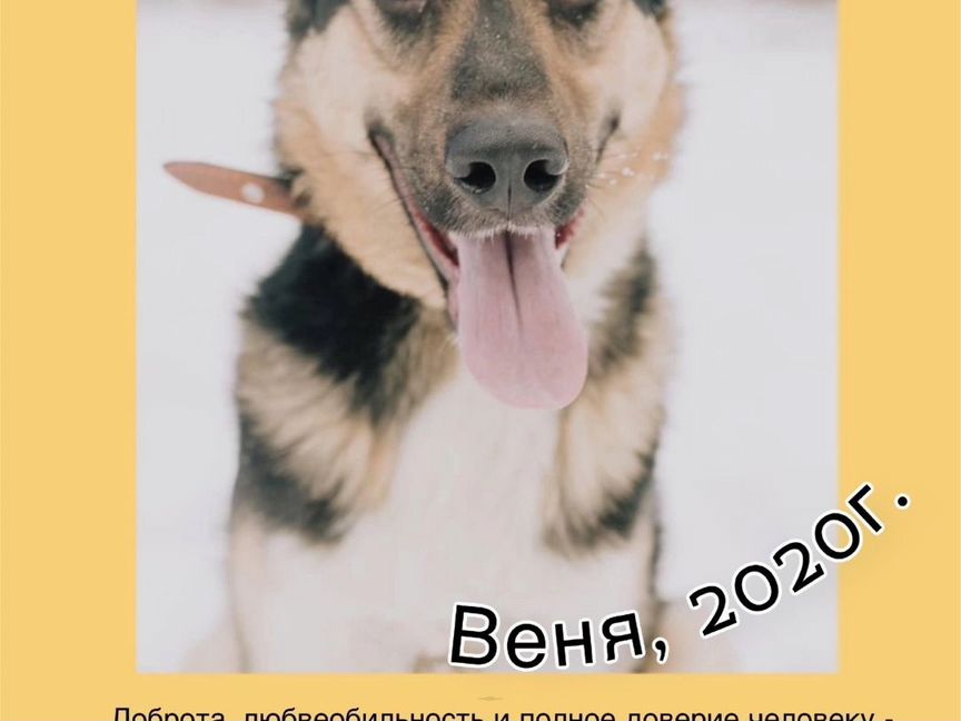 Пёсик Веня в добрые руки