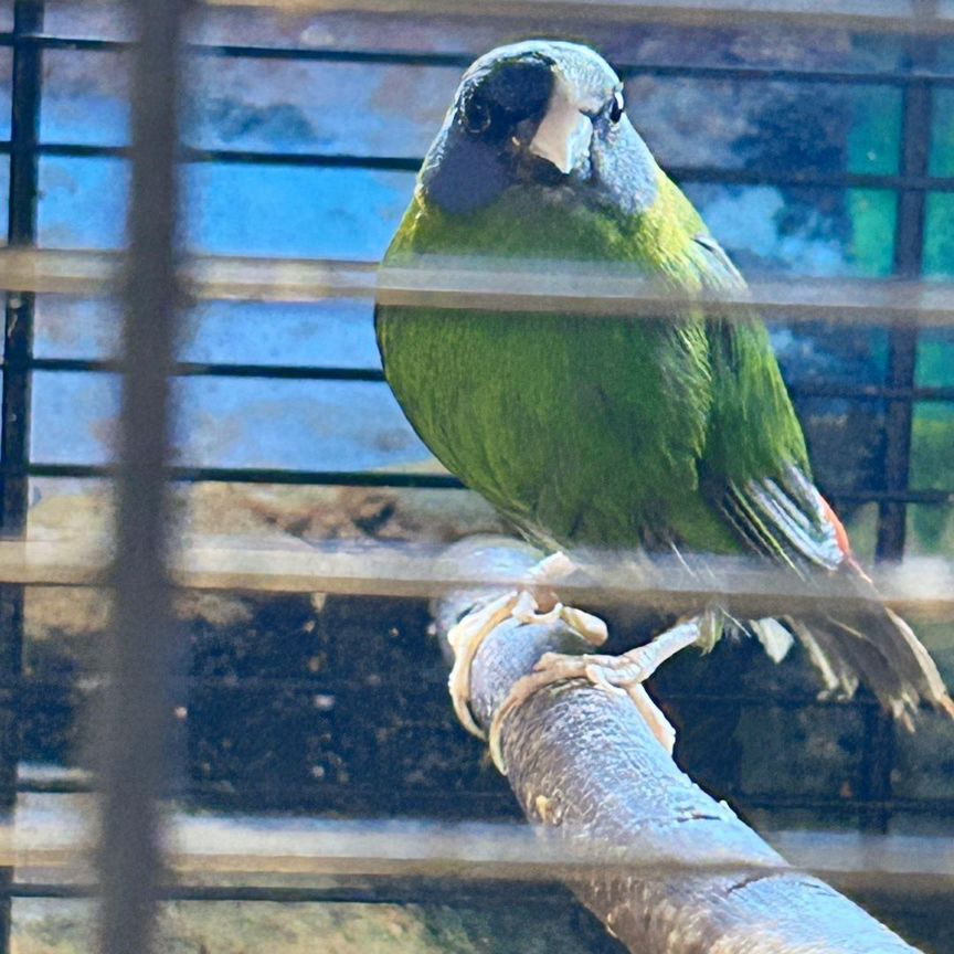 Птенец попугайной амадины