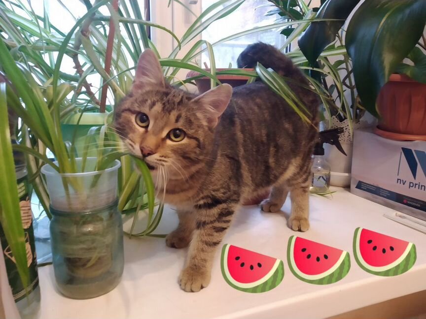 Шикарный котик нуждается в тепле