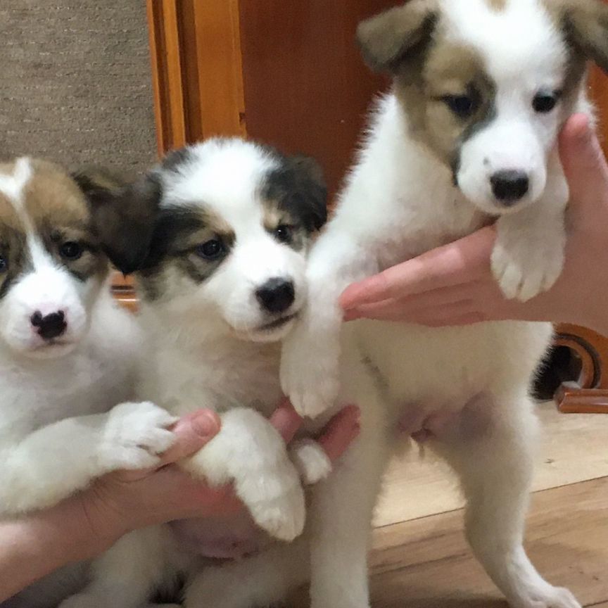 Щенок в добрые руки