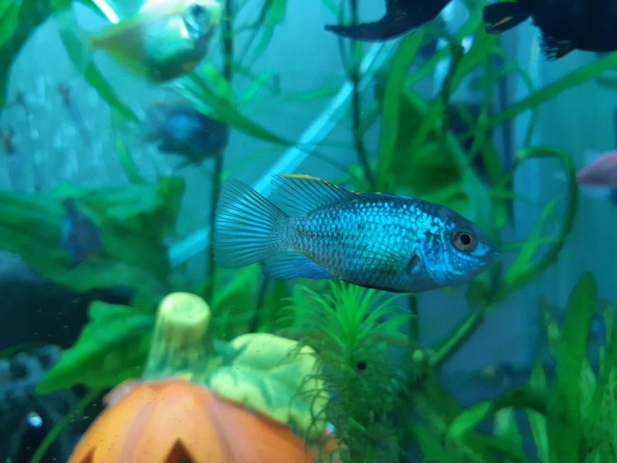 Нанокара подростки