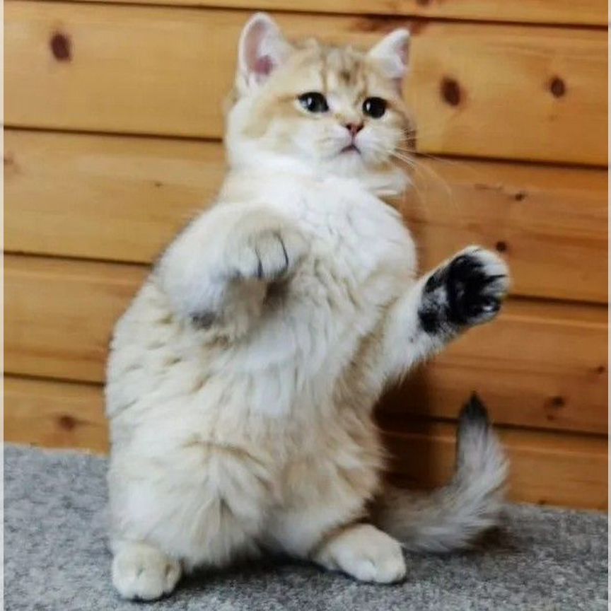 Британский короткошёрстный котёнок