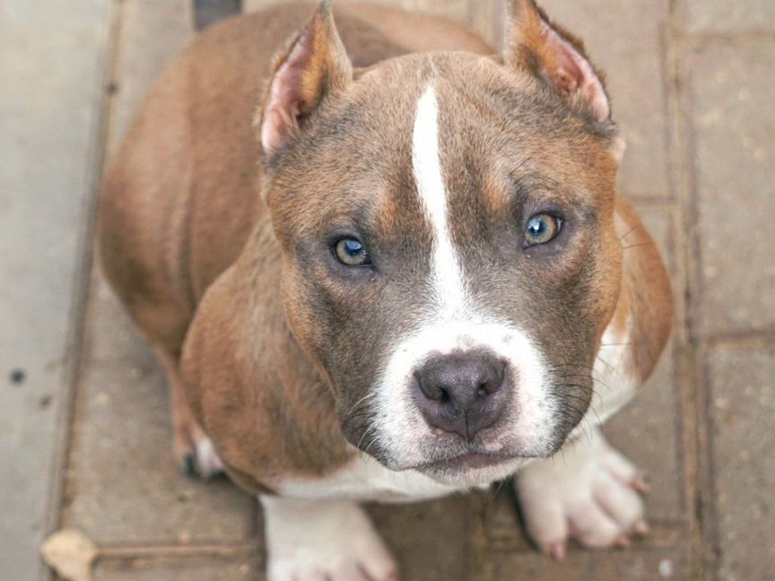 Американский булли, маленький кач