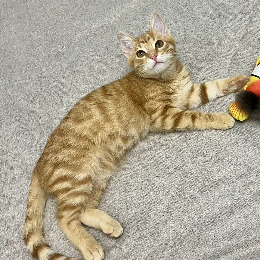 Рыжий котенок мальчик ищет дом