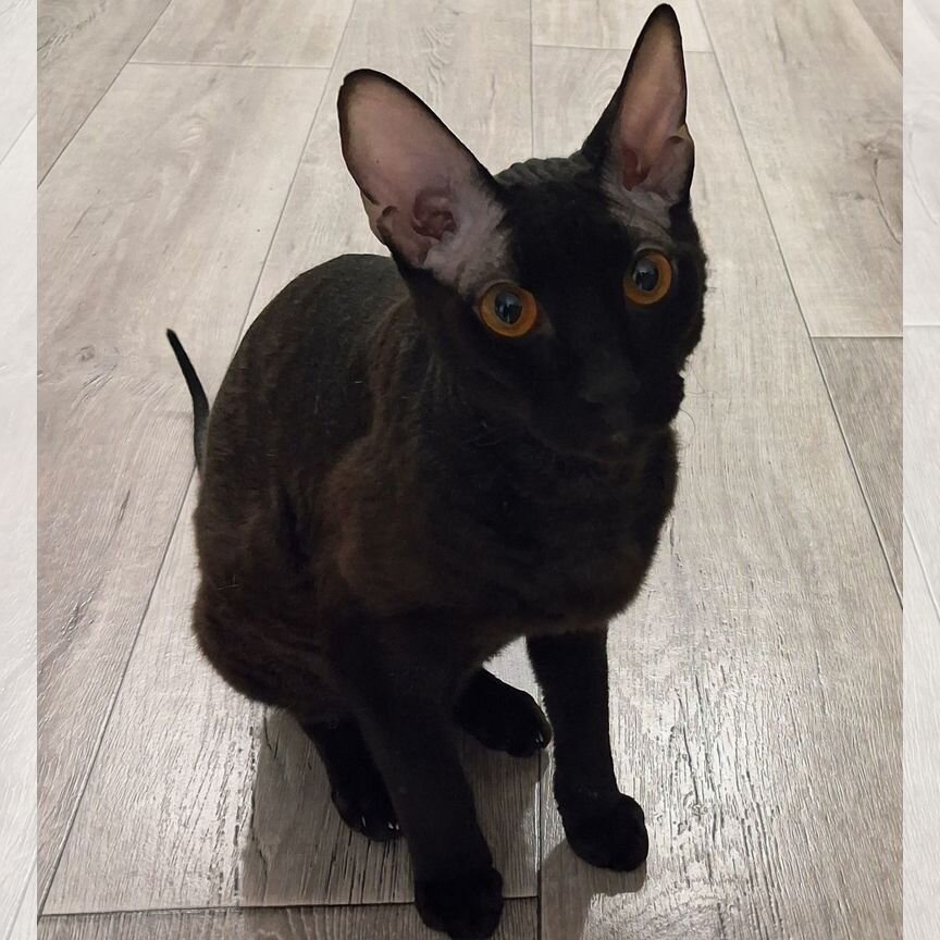 Канадский сфинкс котёнок