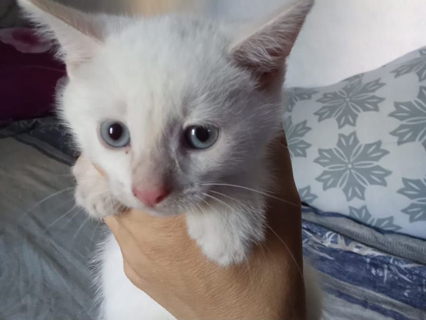 Котики 1месяц в добрые руки