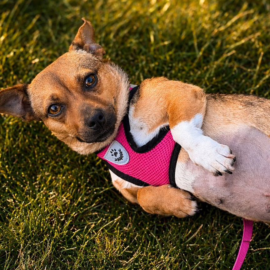 Взрослая собака в добрые руки