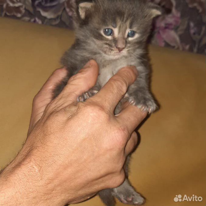 Коты майкуны