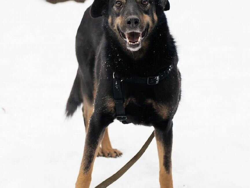 Берта ищет своего человека